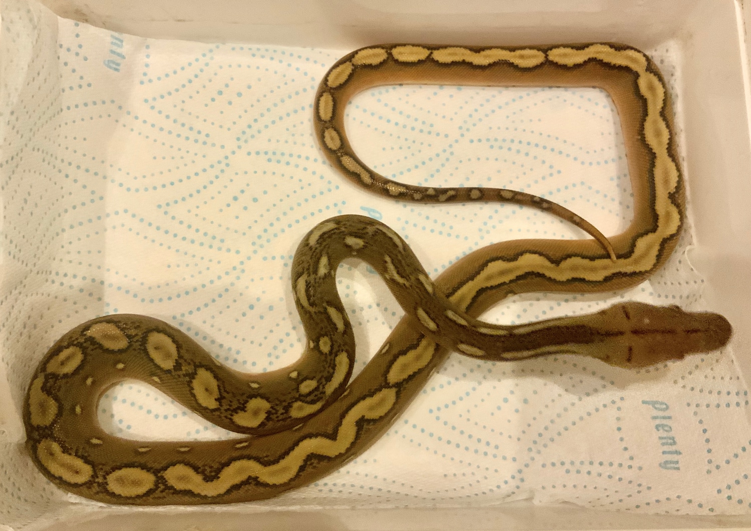 Phantom Poss Het Albino Reticulated Python by Southdown Aquatics ...