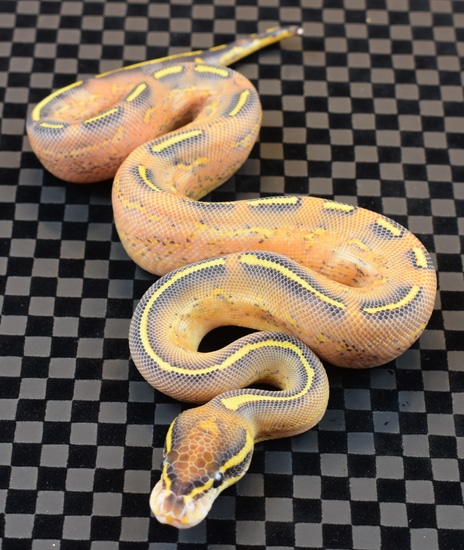 Het Red Axanthic Highway Ball Python by Southern States Exotics