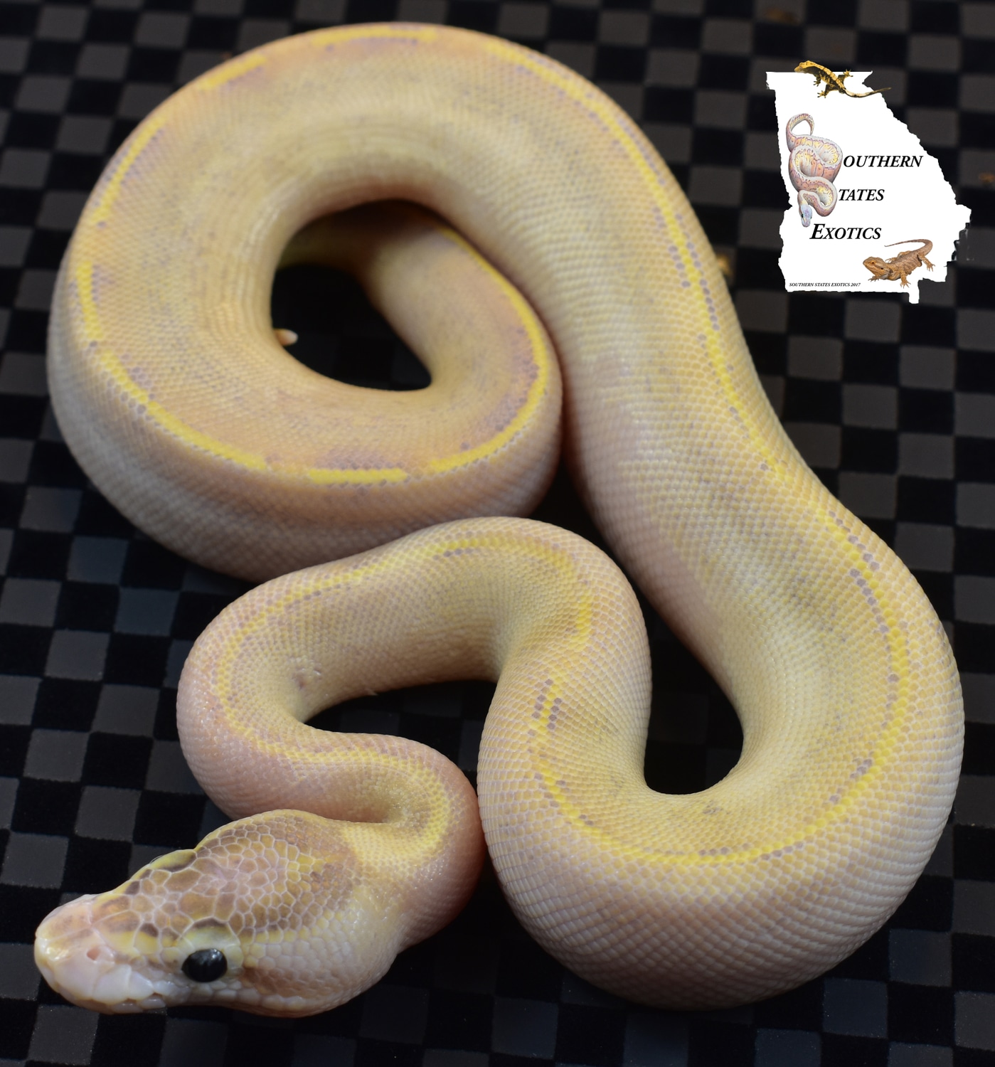 Het Red Axanthic Ivory Ball Python by Southern States Exotics - MorphMarket