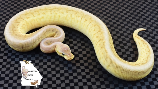 Black Pewter Mojave Spider Ball Python by Southern States Exotics