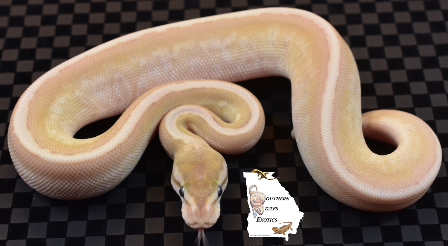 Pastel Soul Sucker Fader Vanilla Or Fire Ball Python by Southern States ...