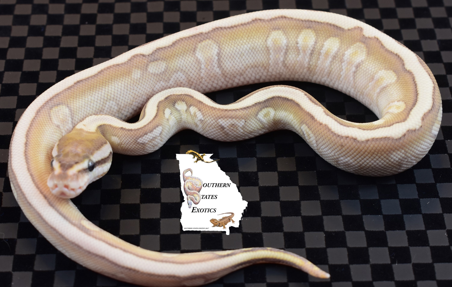 Pastel Soul Sucker Vanilla Or Fire Ball Python by Southern States ...