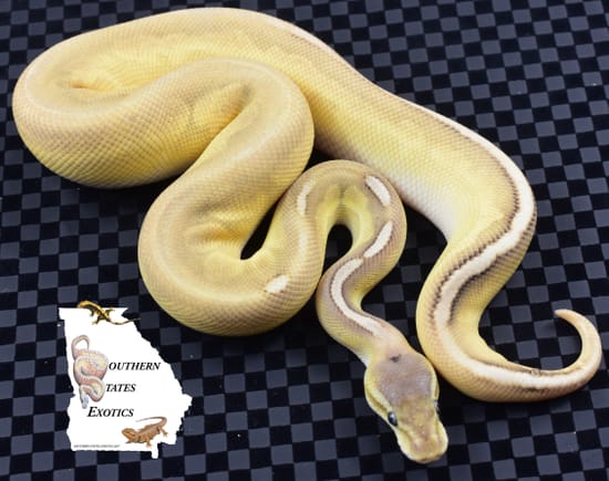 Pewter Butter Enchi Double Het Hypo & Het G-Stripe Ball Python by ...