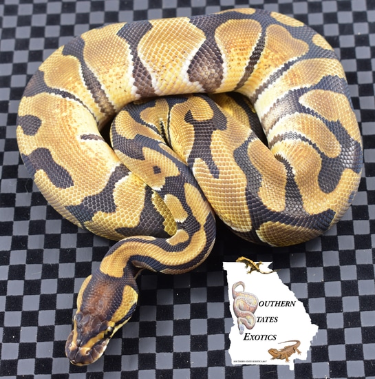 Enchi Double Het Clown & Het Desert Ghost Pos Het Hypo Ball Python by ...