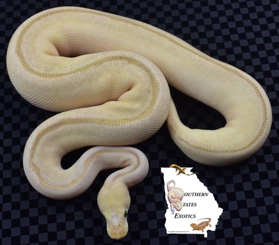 Queen Bee Super Blade Clown Ball Python by Southern States Exotics