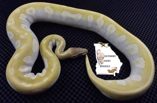 Crystal Ball Python by Southern States Exotics