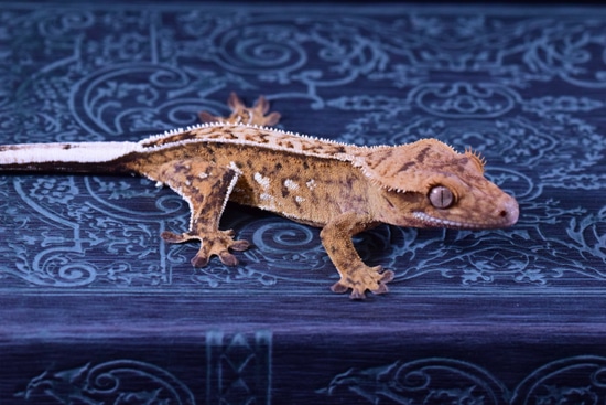 Orange Pinstripe Male Crested Gecko by Southern Arboreals