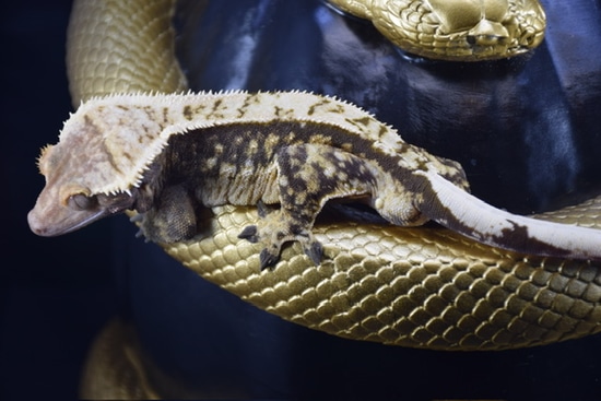 Zodak (Alpine X Sierra) Crested Gecko by Southern Arboreals