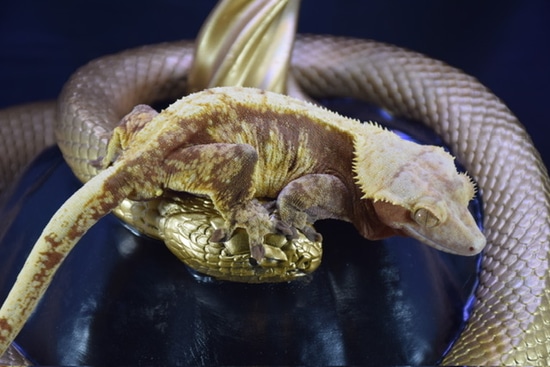 Scarlet Witch Crested Gecko by Southern Arboreals