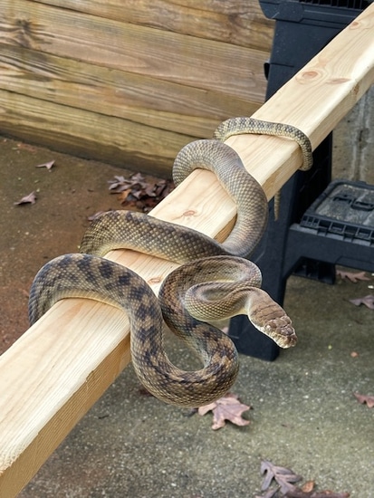 Merauke Scrub Python by Southern Arboreals