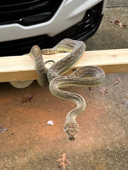 Merauke Scrub Python #2 by Southern Arboreals