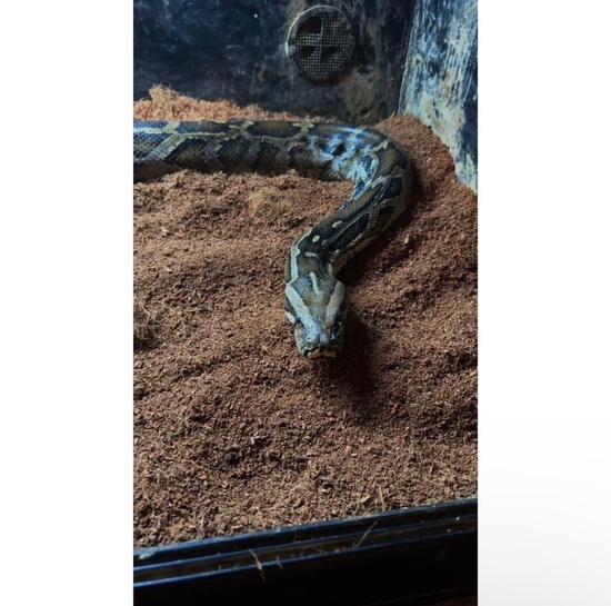 Normal Burmese Python 11ft *SOLD* by Souther Exotics