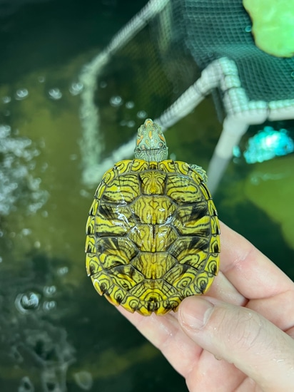 Mitch Clown Slider Turtle by Southern Sliders