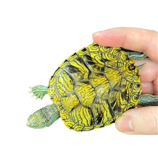 Mitch Line Clown Slider Turtle by Southern Sliders