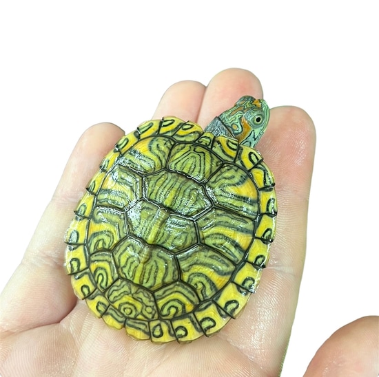 Bozo Clown Slider Turtle by The Shells Station