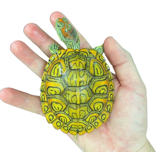 Paisley Clown 50% Het Cosmic Slider Turtle by The Shell Station