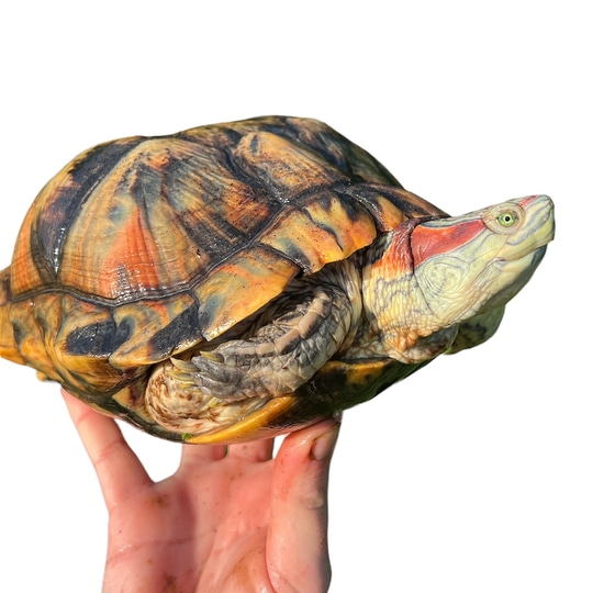 Pastel RES Slider Turtle by The Shells Station