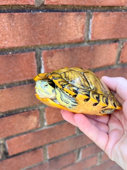Clown Yellow Belly Slider Slider Turtle by The Shells Station