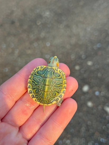 Bozo Clown Slider Turtle by The Shell Station