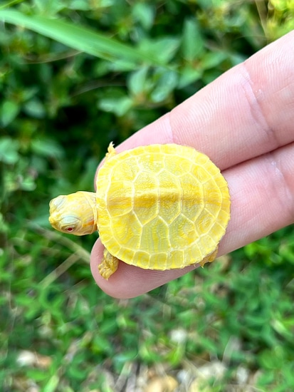 Lemon Lime Rio RES Slider Turtle by Southern Sliders