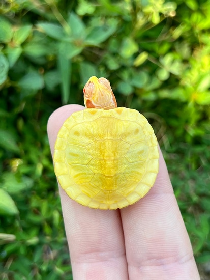 Albino Picasso Slider Turtle by The Shells Station