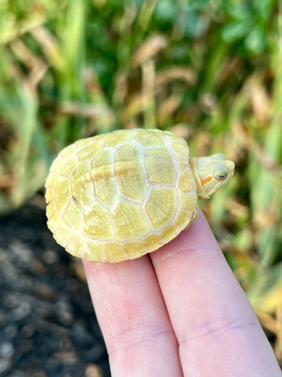 Paradox RES Slider Turtle by The Shell Station