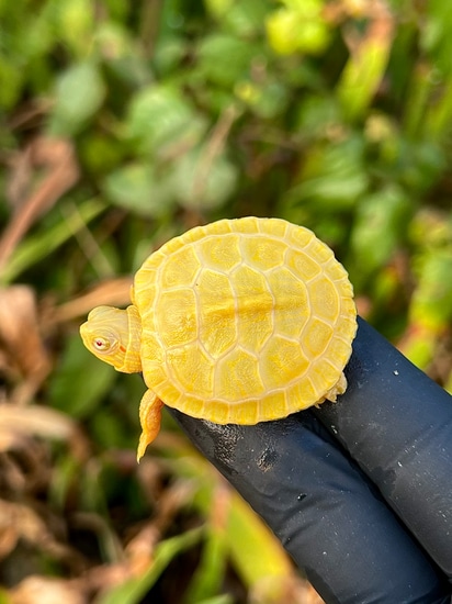 Lemon Lime Rio Slider Turtle by The Shells Station