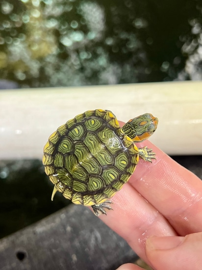 Picasso Pastel Slider Turtle by The Shells Station