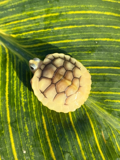Caramel Slider Turtle by The Shells Station