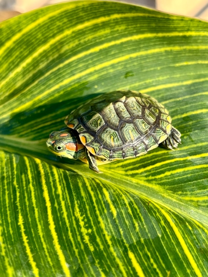 High Orange Picasso Pastel Slider Turtle by The Shells Station