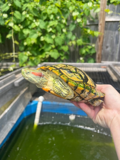 Pastel RES Slider Turtle by The Shells Station
