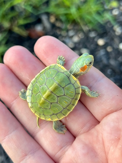 Picasso Pastel Slider Turtle by The Shells Station