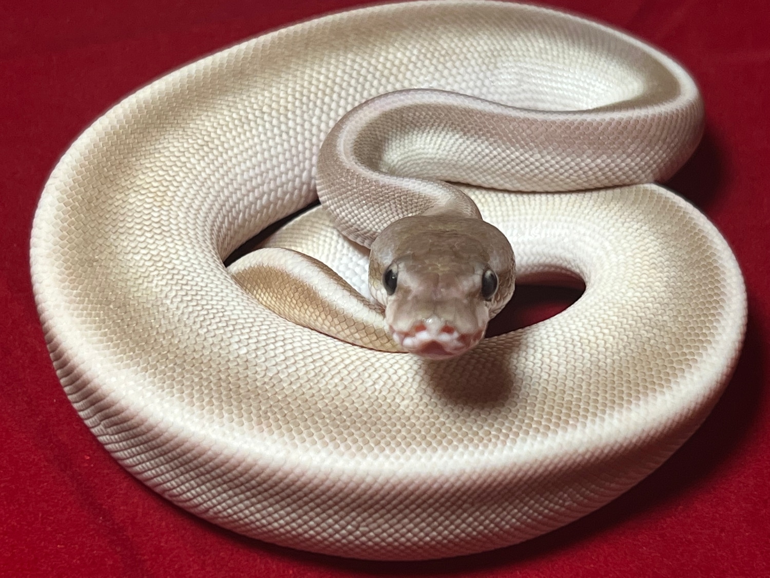 Soul Sucker Genetic Stripe Ball Python by Fredricks Overwhelming Balls ...