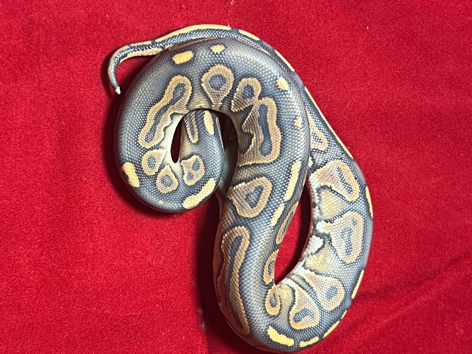 Cinnamon Ghost Ball Python by Fredricks Overwhelming Balls and Exotics ...
