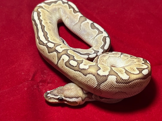 Bamboo Ball Python by Fredricks Overwhelming Balls and Exotics