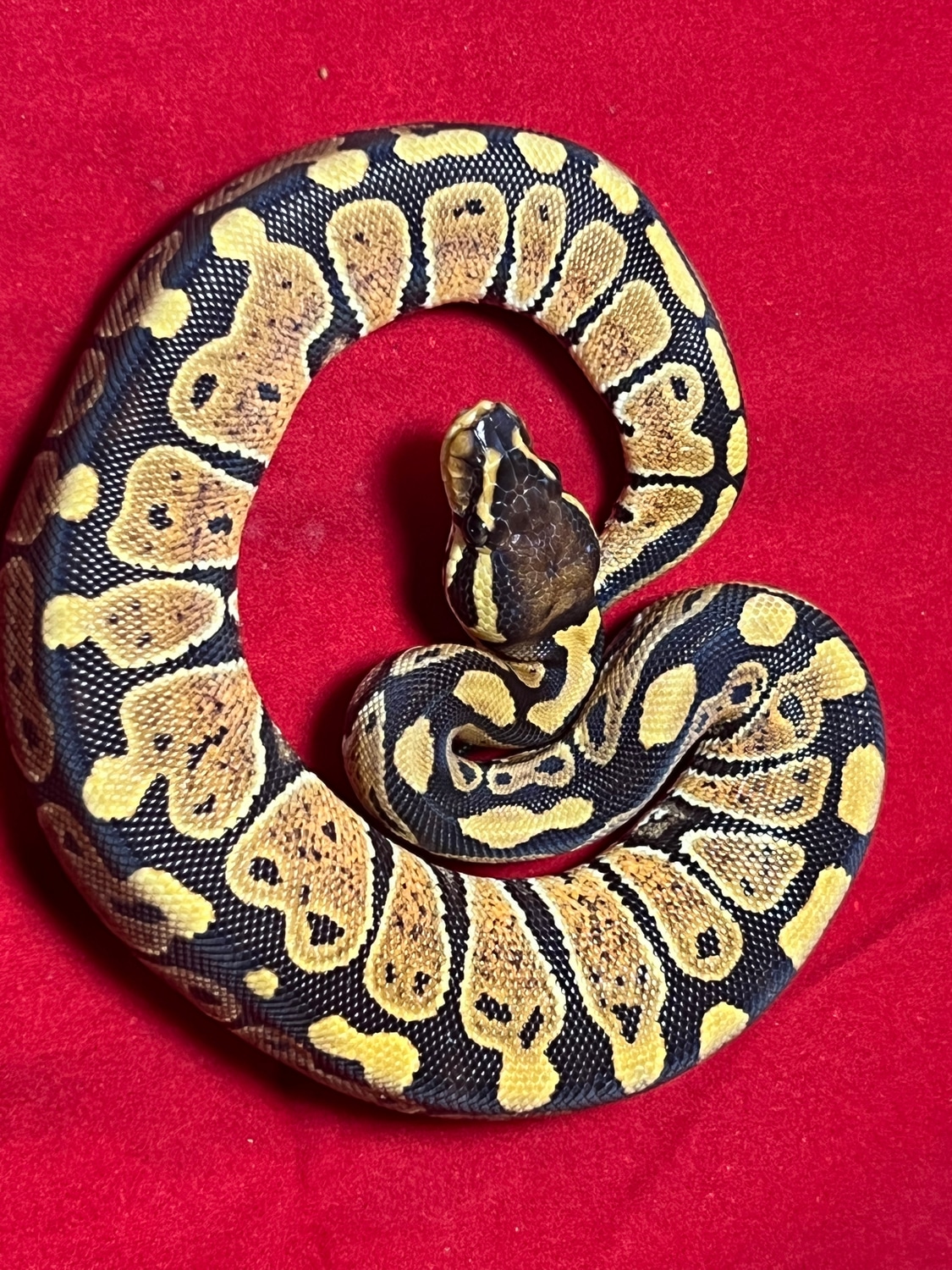 Normal Ball Python by Fredricks Overwhelming Balls and Exotics ...