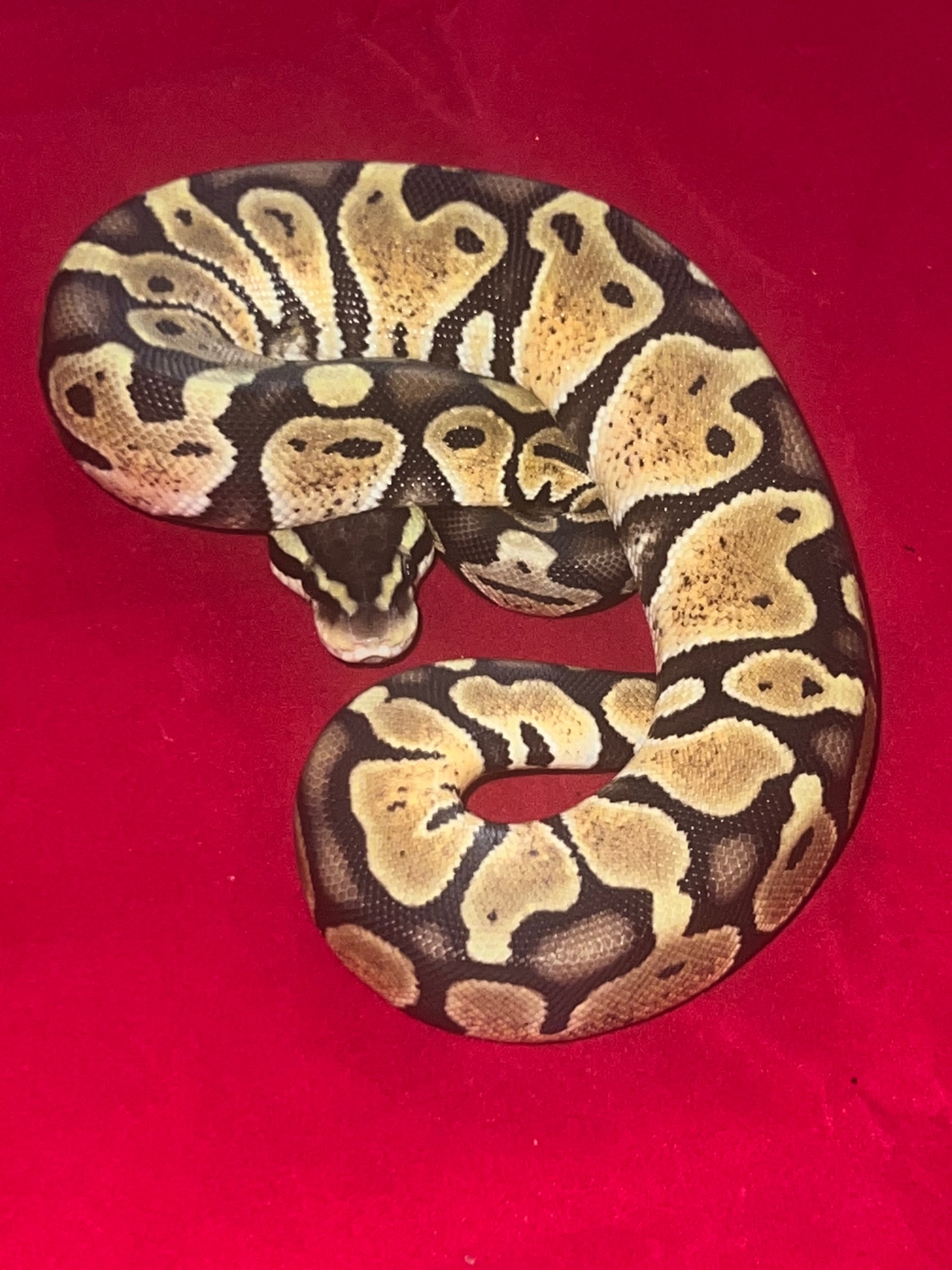 Pastel Het Hypo Ball Python by Fredricks Overwhelming Balls and Exotics ...