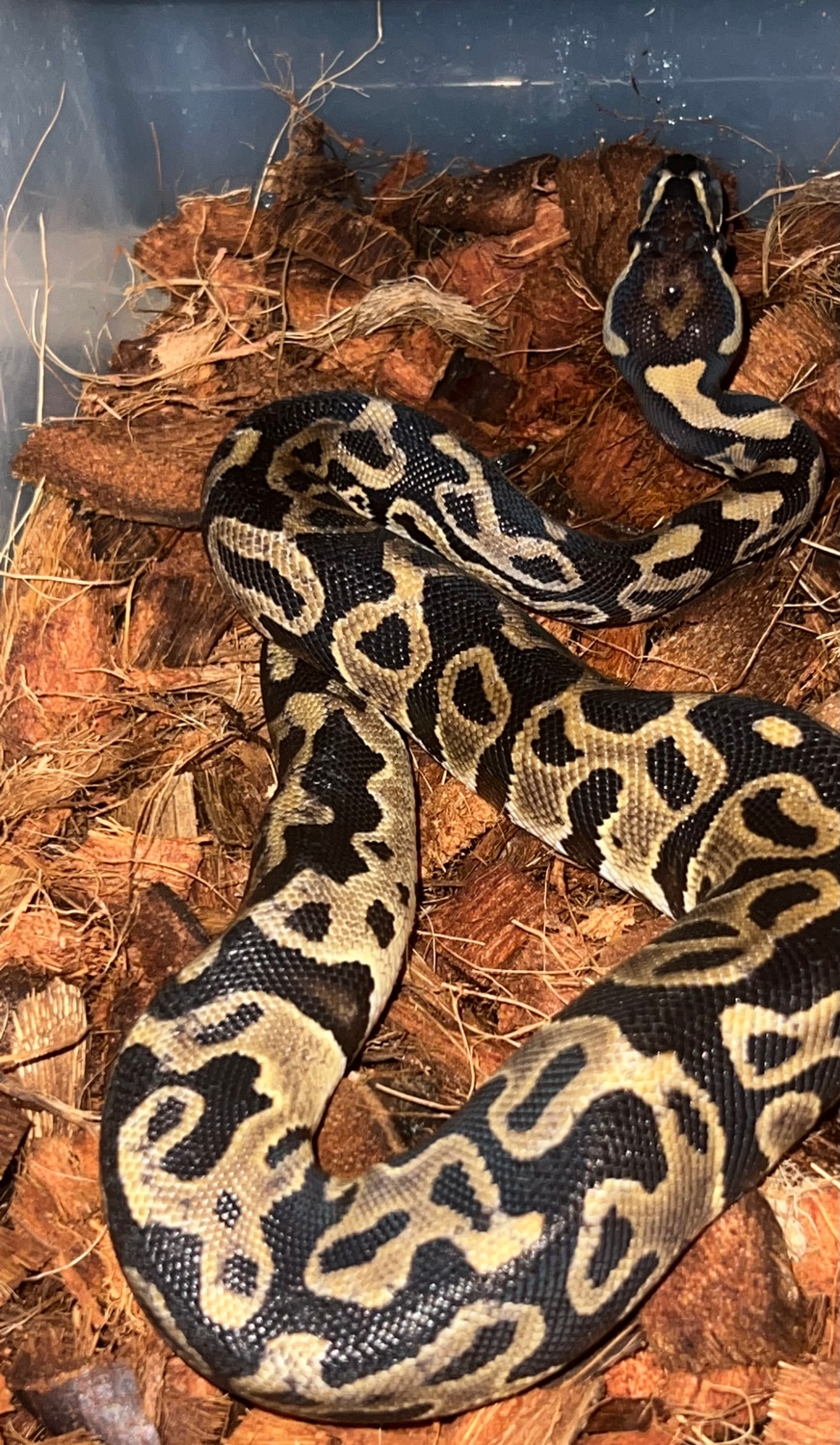 Leopard Het Clown Ball Python by Fredricks Overwhelming Balls and ...