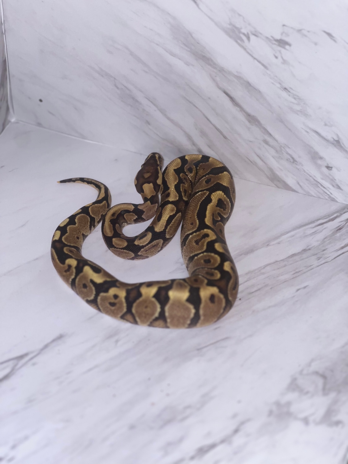 Yb/spector Ball Python by Fredricks Overwhelming Balls and Exotics ...