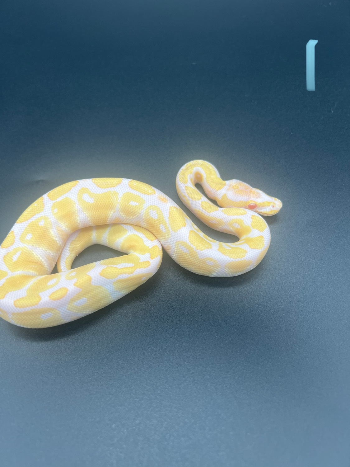 Albino 66% Het Pied Ball Python by Fredricks Overwhelming Balls and Exotics - MorphMarket