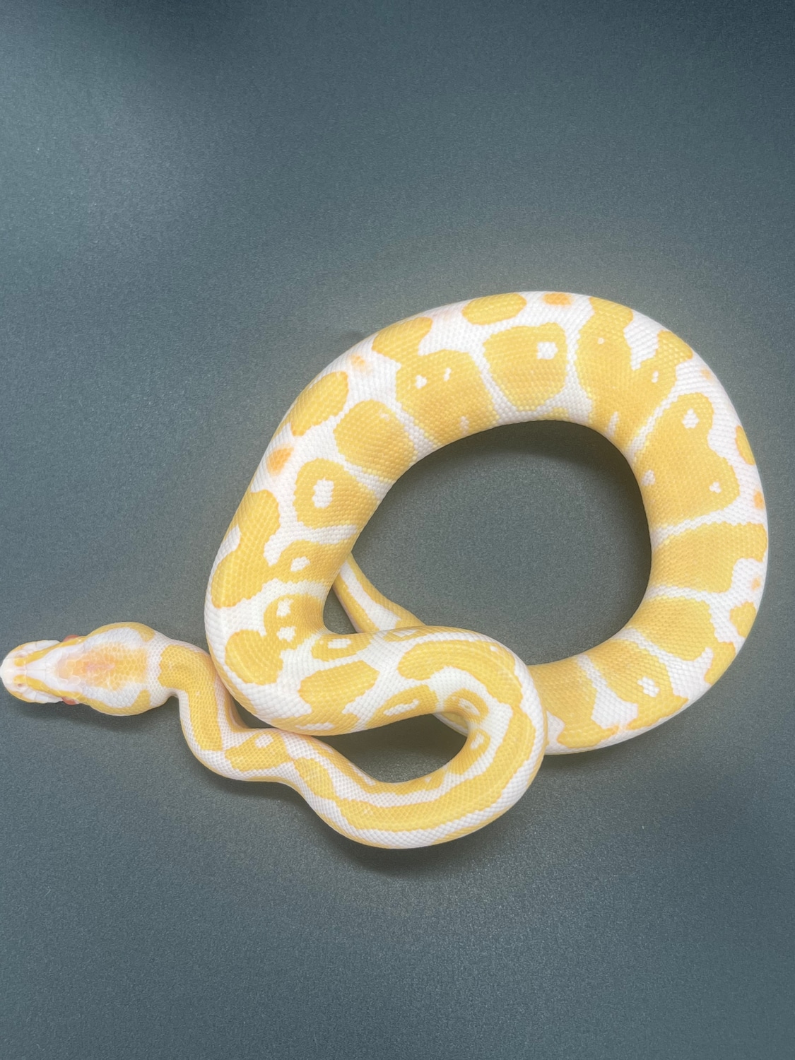 Albino 66% Het Pied Ball Python by Fredricks Overwhelming Balls and ...