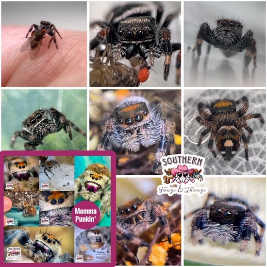 2 I5 Unsexed Regal Slings Buy 1 Get 1 1/2 Off Jumping Spider by ...
