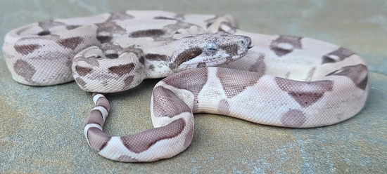 Ferrari Ghost Boa Constrictor by Eyes Of The Serpent
