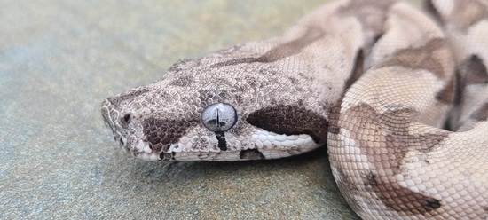 Ferrari Ghost Boa Constrictor by Eyes Of The Serpent