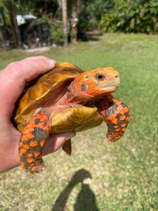 Southern Reptiles LLC - MorphMarket