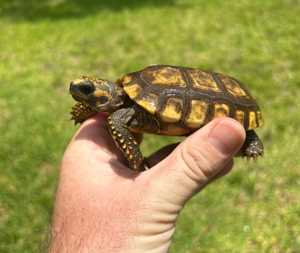 Southern Reptiles LLC - MorphMarket