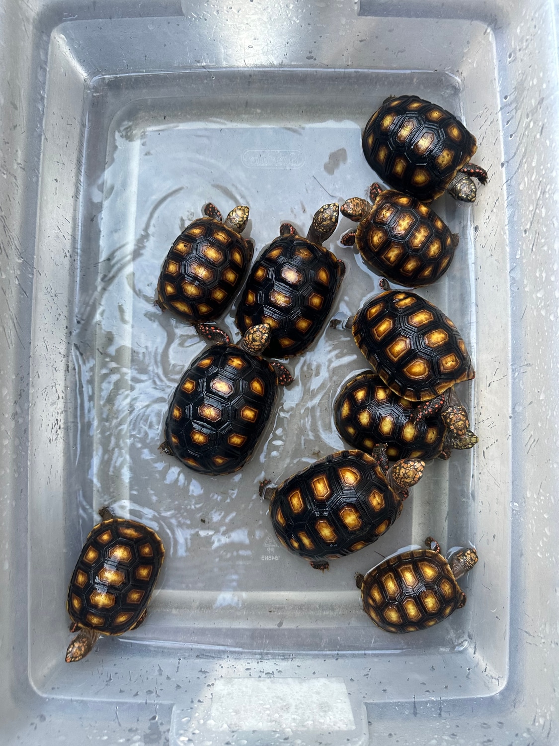 Wholesale Redfoot Tortoises 10 Lot Red-footed Tortoise by Southern ...