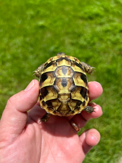 Eastern Hermanns Tortoise Well Started Hatchling Hermann's Tortoise by ...