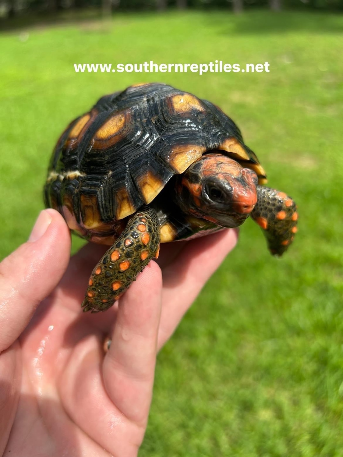 Juvenile Brazilian Cherryhead Tortoise Red-footed Tortoise by Southern ...