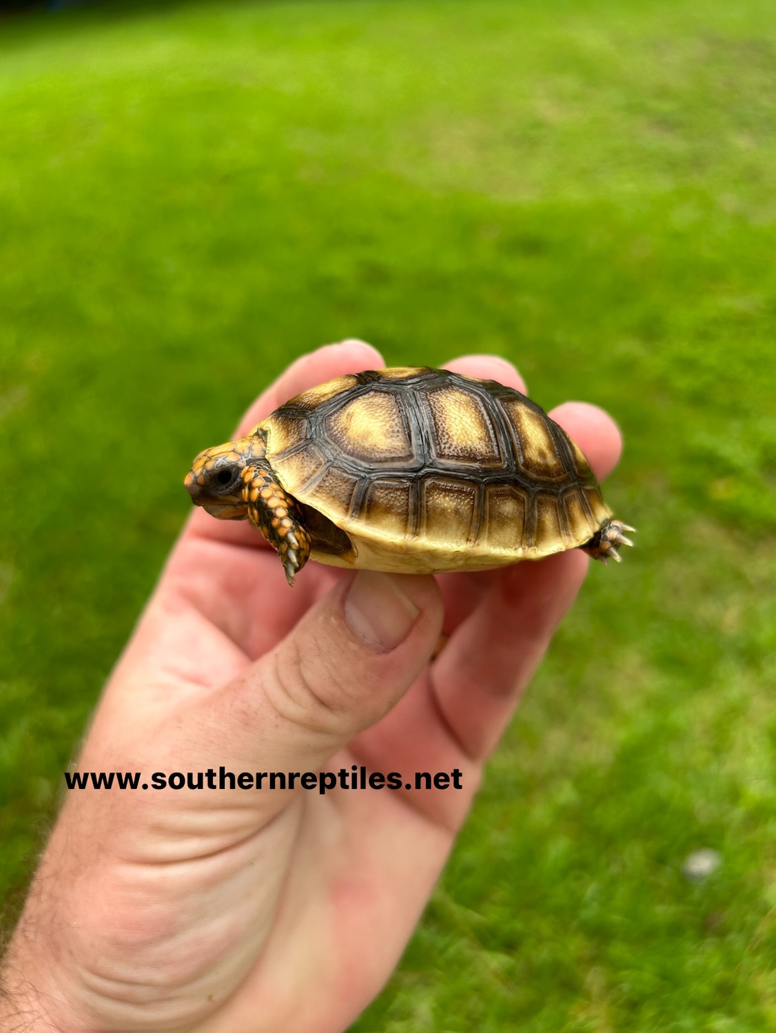 Redfoot Tortoise Hatchling Red-footed Tortoise by Southern Reptiles LLC ...